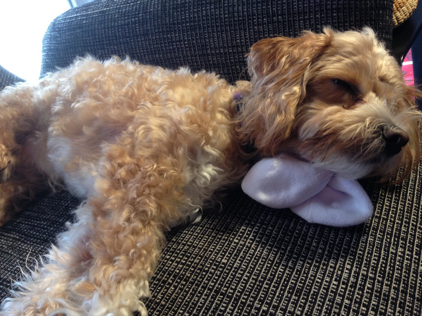 Accessories – Springy Feet